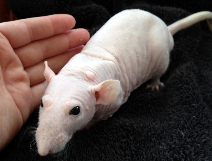 Diet-induced dermatitis response of hairless rats to systemic treatment ...